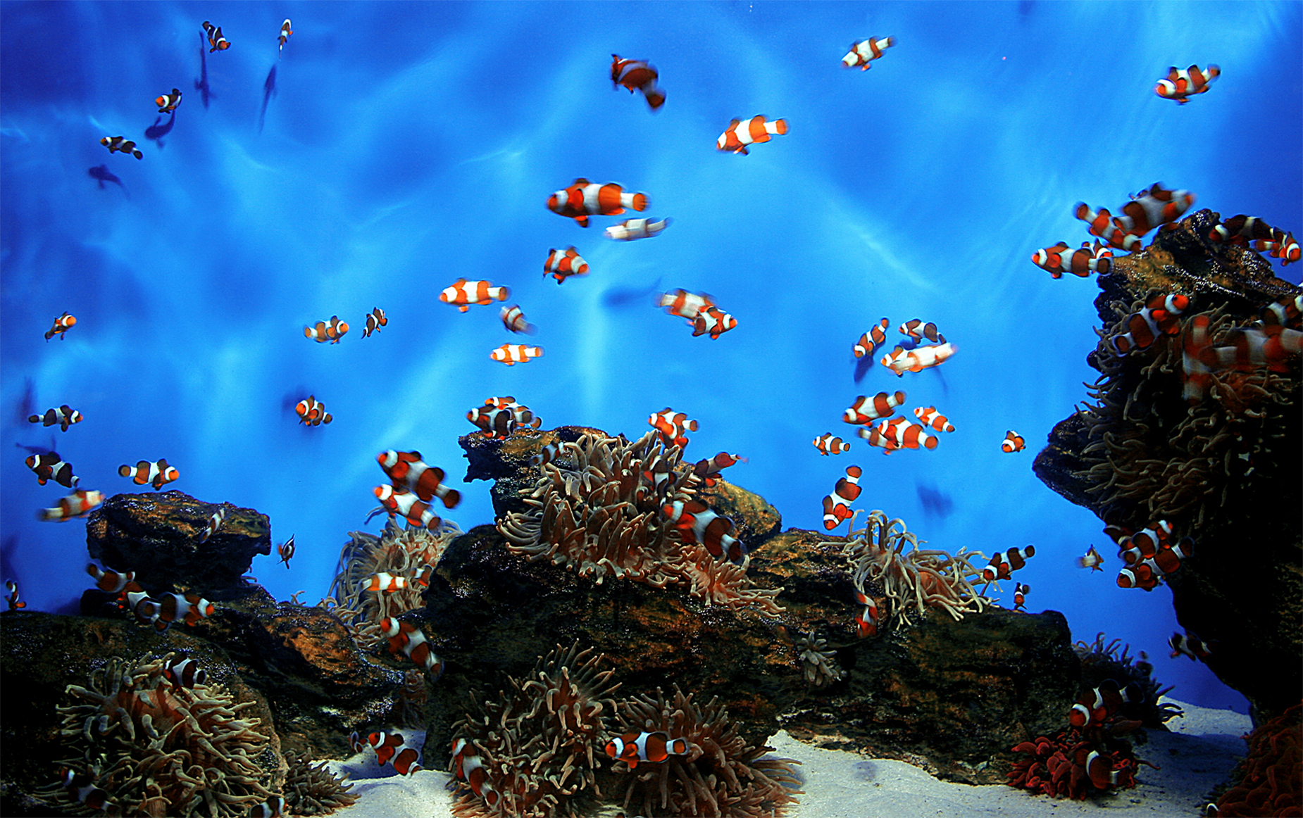 Basic 5 Saltwater Types of Fish Tanks - Saltwater Aquariums